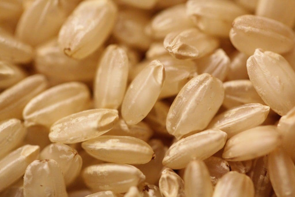 Growing Rice - Joto Sake