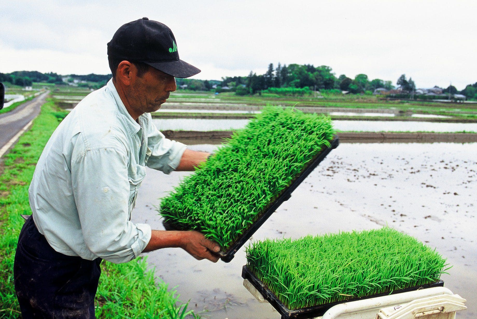 Growing Rice - Joto Sake